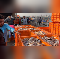 Big feat! India's seafood exports scale all-time high in FY23 | Check ...