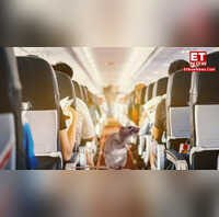 'Rat'tled! When a 'high-flying' rodent caused turbulence on THIS flight ...
