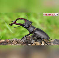 World's most expensive insect! Price will SHOCK you - News | ET Now