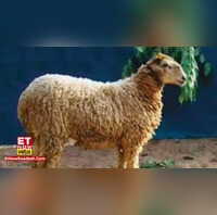et now, Sheep, Rajasthani Sheep, Rajasthani Sheep breed, Rajasthani ...