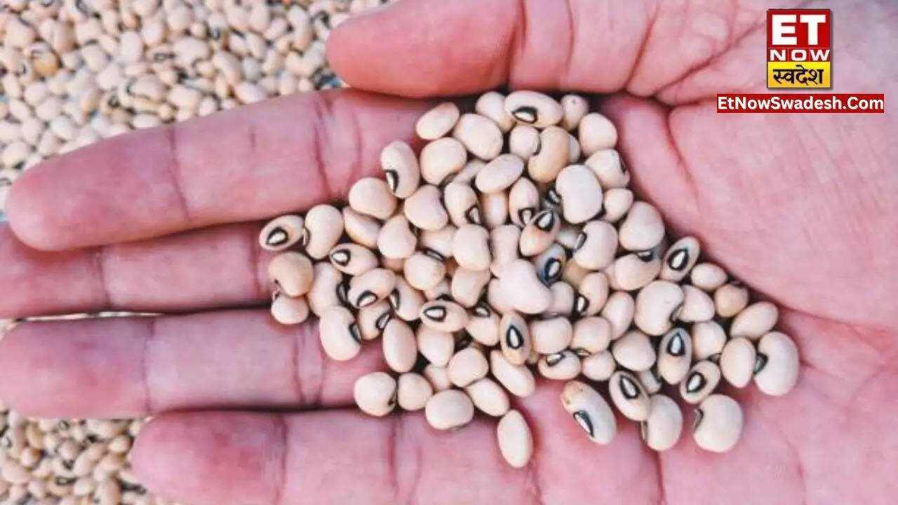 lobiya farming that gives you bumper and non-stop income farming tips ...