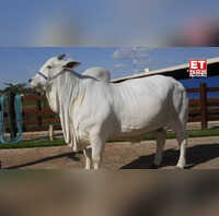 Indian-origin cow becomes world’s MOST EXPENSIVE, sold for Rs 40 crore ...