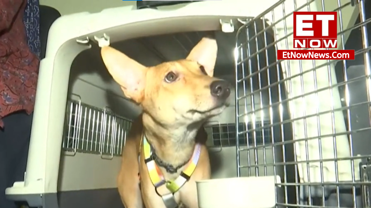 Every dog has its day! PASSPORT for Varanasi street dog! Moti set to ...