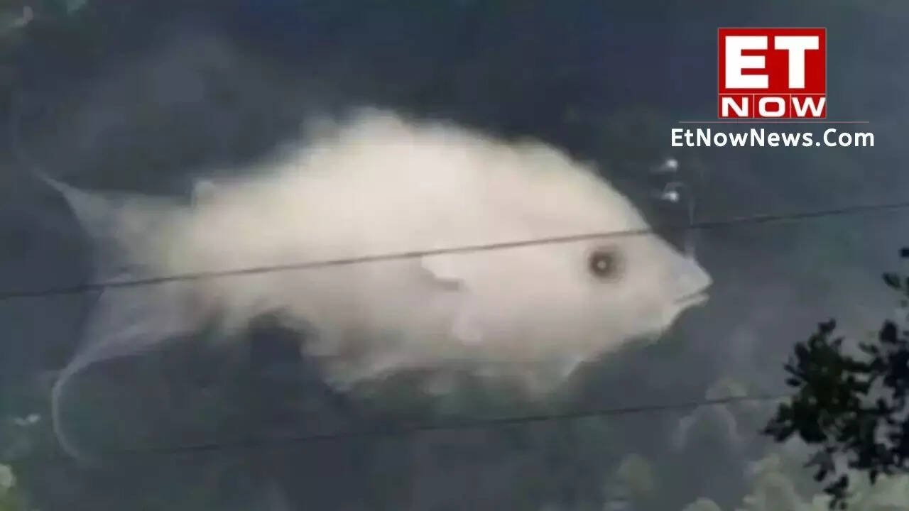 Cloud or Fish? Optical illusion reveals about your romantic side and ...