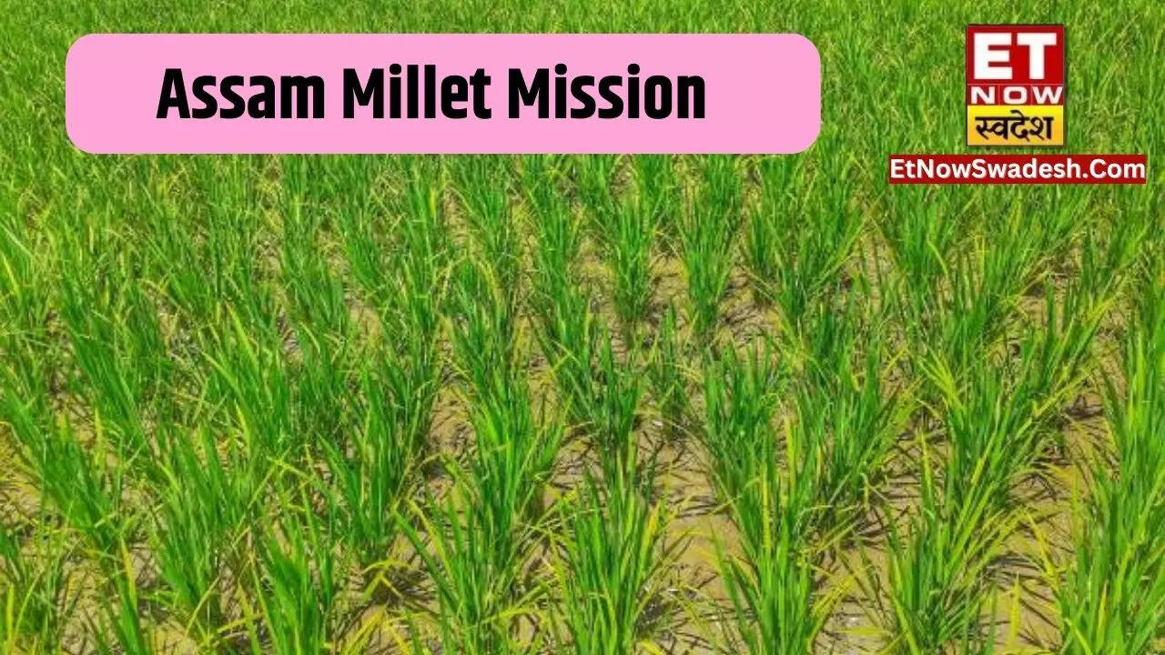 Assam Millet Mission Govt Scheme Staple Food Bajra Production Farmers ...