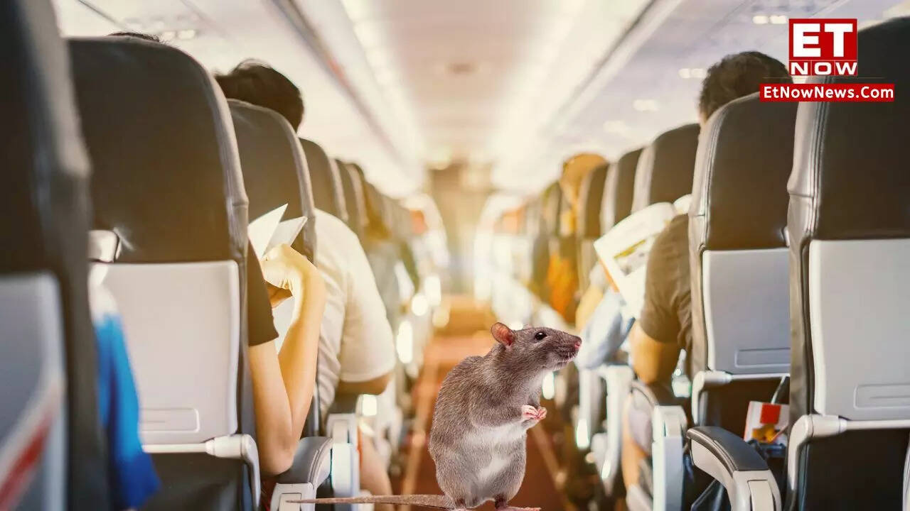 'Rat'tled! When a 'high-flying' rodent caused turbulence on THIS flight ...