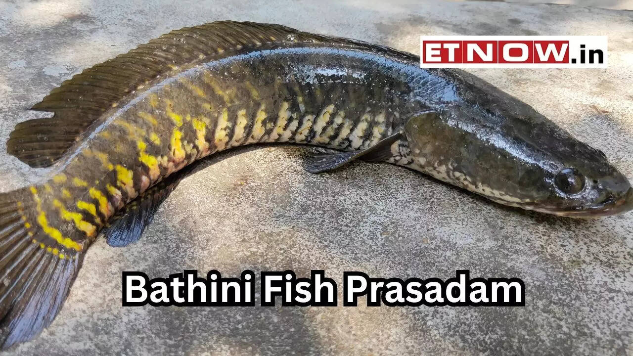 Bathini Fish Prasadam: Bathini Fish Prasadam: What is it and what’s the belief around Hyderabad ...