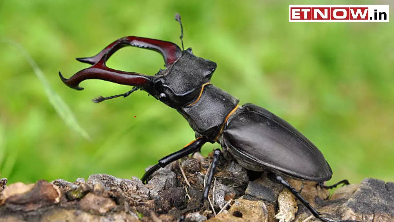 World's most expensive insect! Price will SHOCK you | News News, ET Now