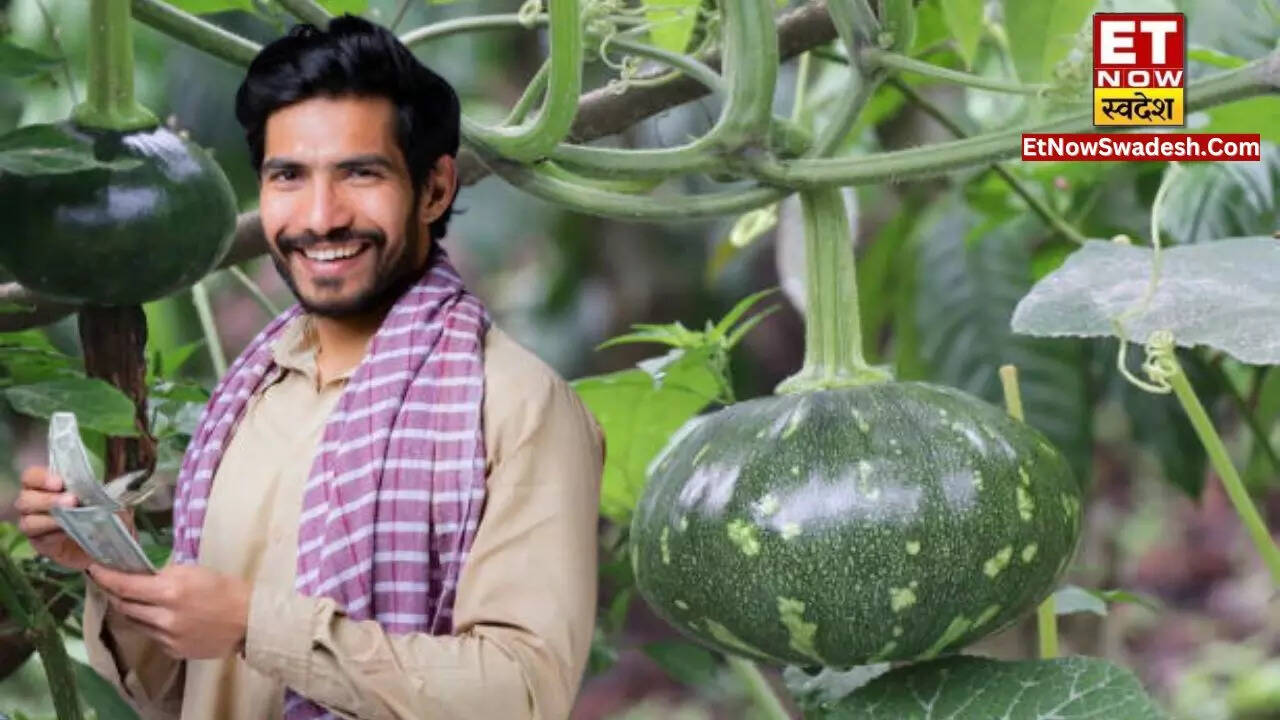 agriculture news you will get bumper profit in lakh rupess from pumpkin ...