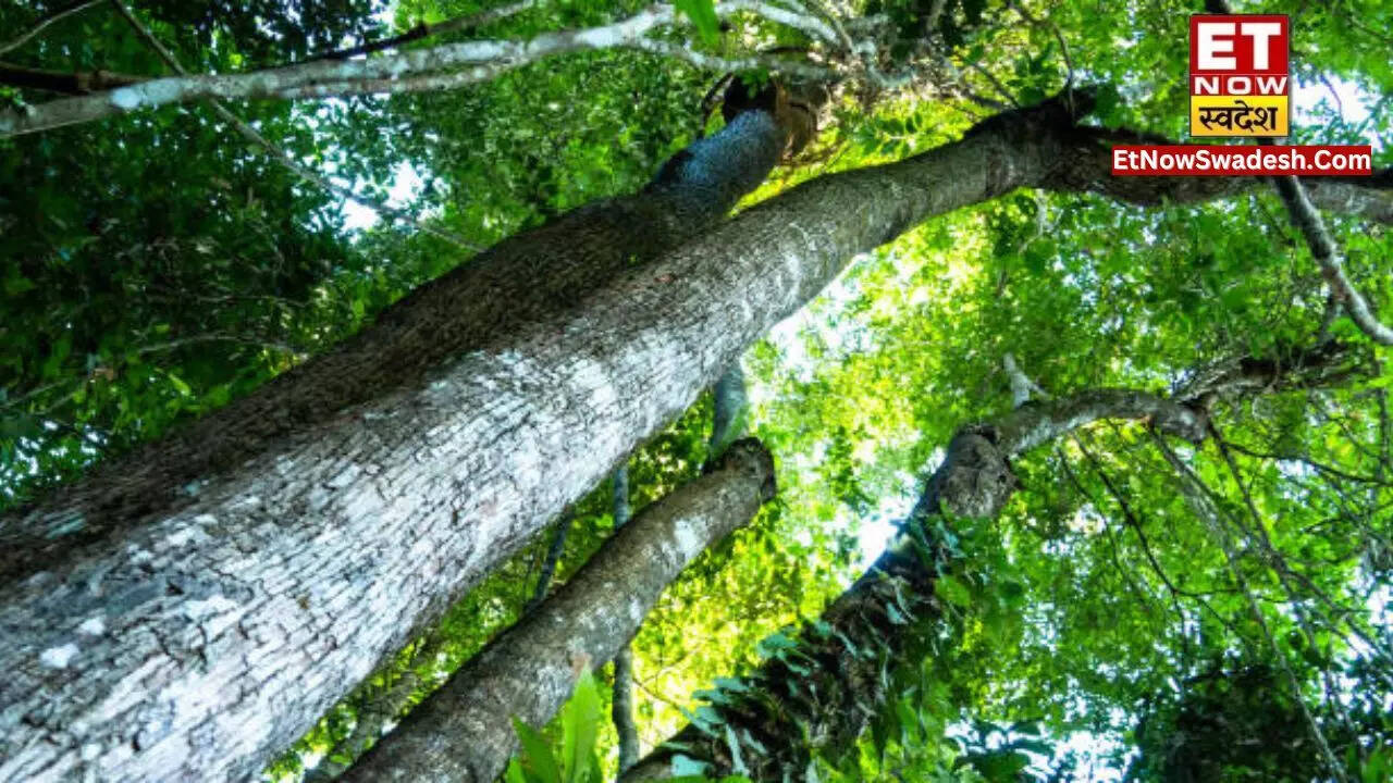agriculture news of rosewood tree sheesham ka ped will get you rich as ...