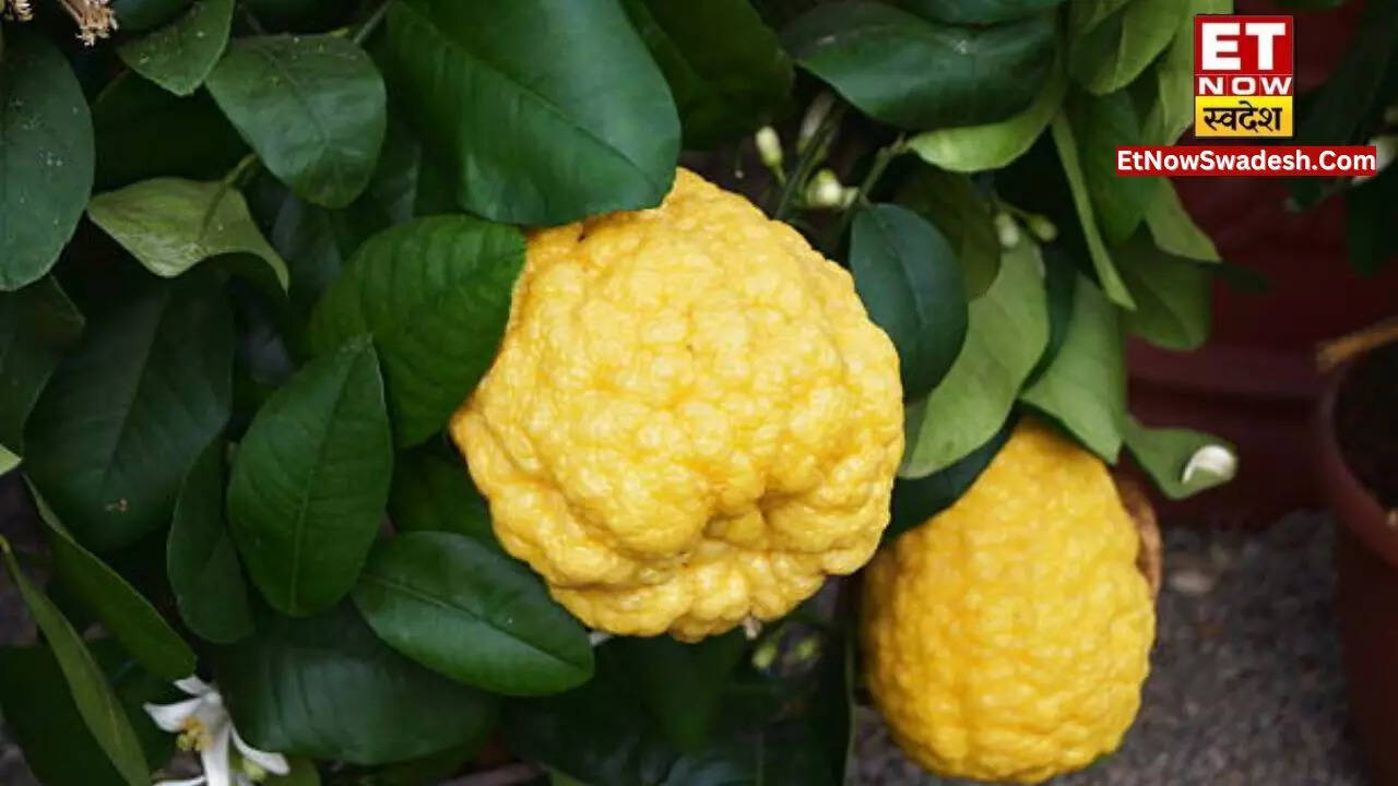 agriculture news of uttarakhand famous big lemon galgal farming makes ...