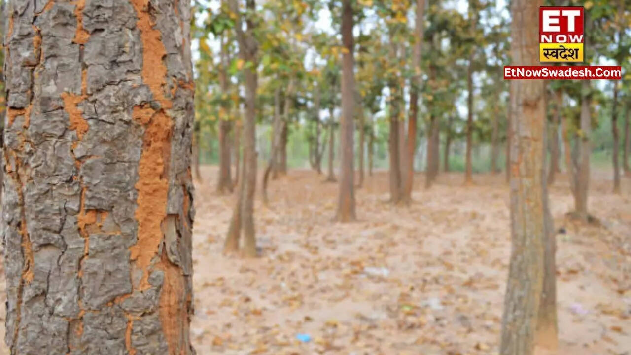 shorea robusta or sal tree will make you happy and wealthy profitable ...