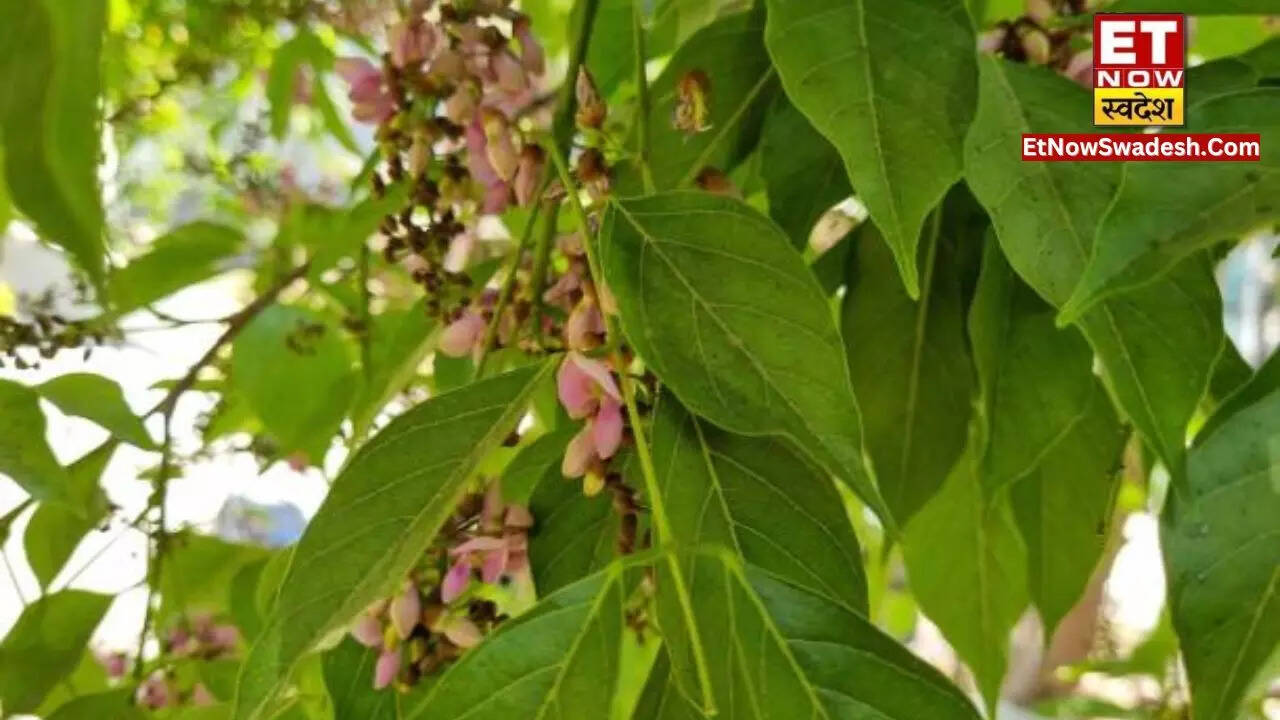 karanj or pongamia pinnata plant is used everywhere give farmers bumper ...