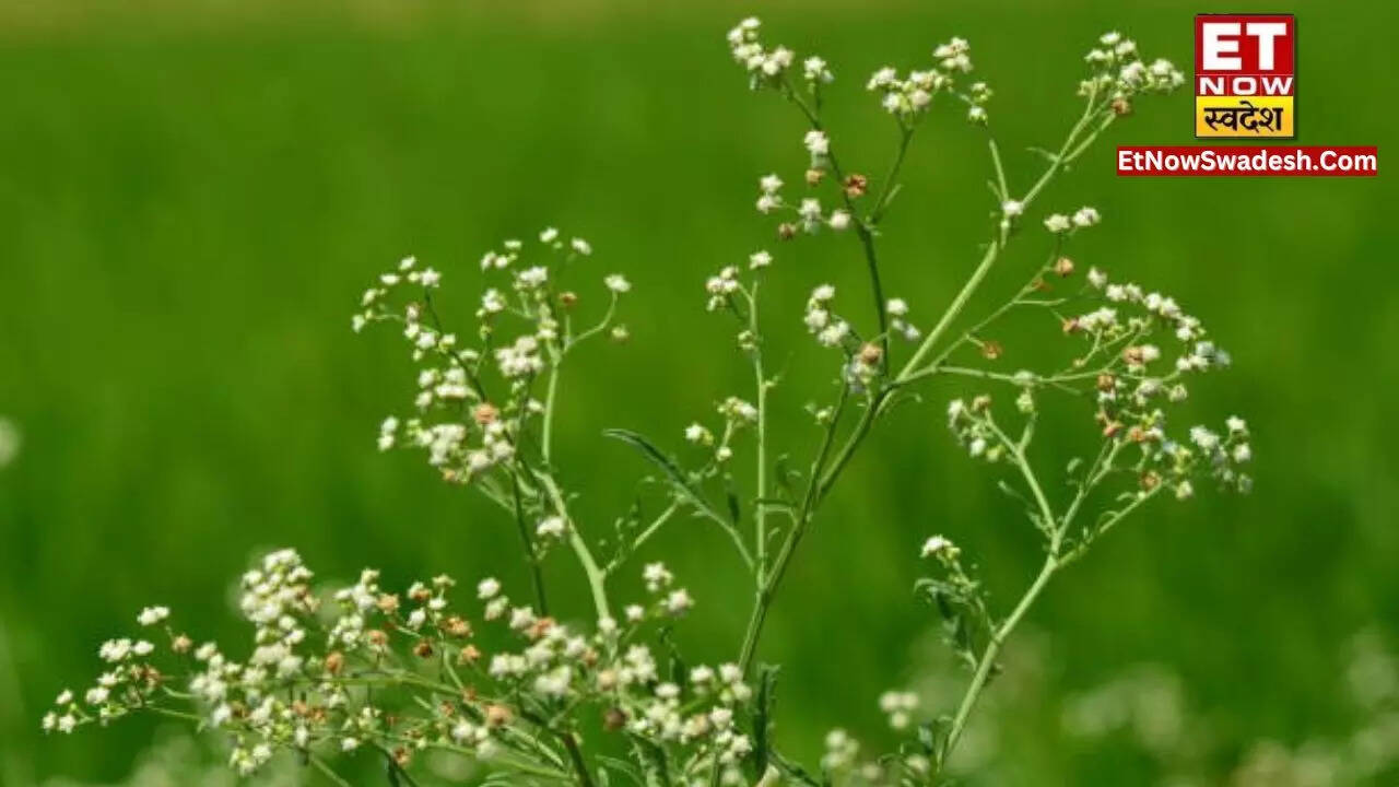 parthenium hysterophorus, gajar or congress ghas which is very harmful ...