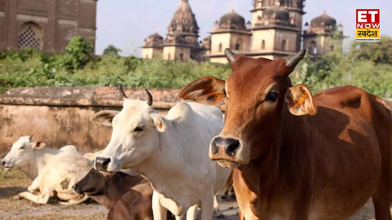 Farming News सबसे महंगी गाय जो मालिकों को कराती है नॉनस्टॉप इनकम