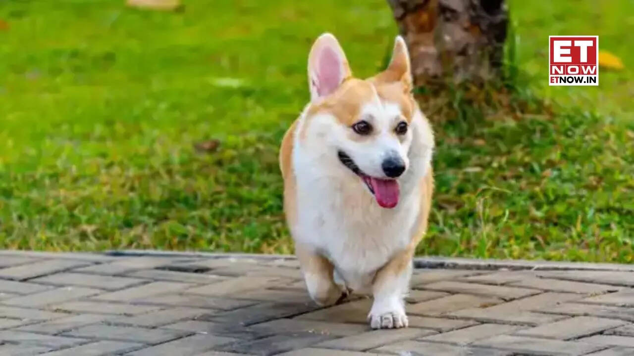 Fuzai, China’s first Corgi police dog, becomes a social media sensation ...
